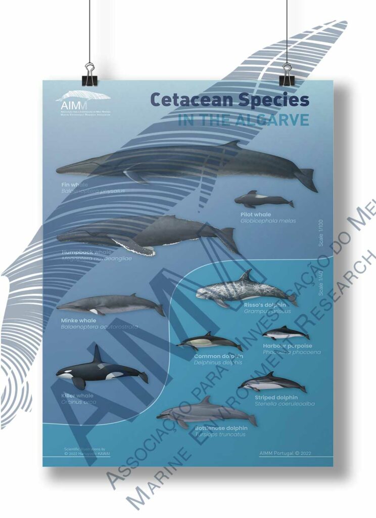 Cetacean Species in the Algarve - Digital Poster - AIMM