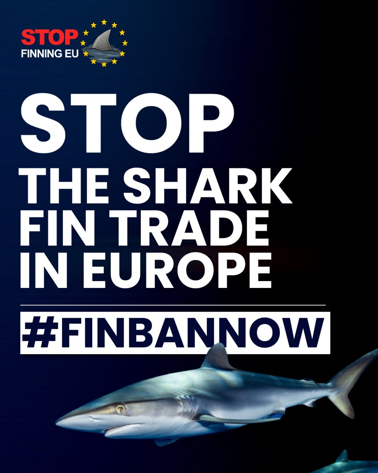 Shark fin trade soon to be banned in the EU? - AIMM