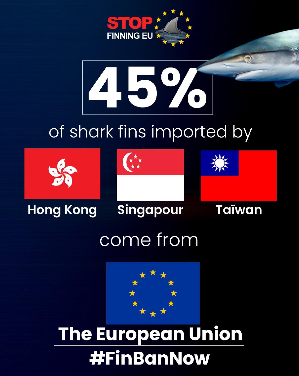 Shark fin trade soon to be banned in the EU? - AIMM